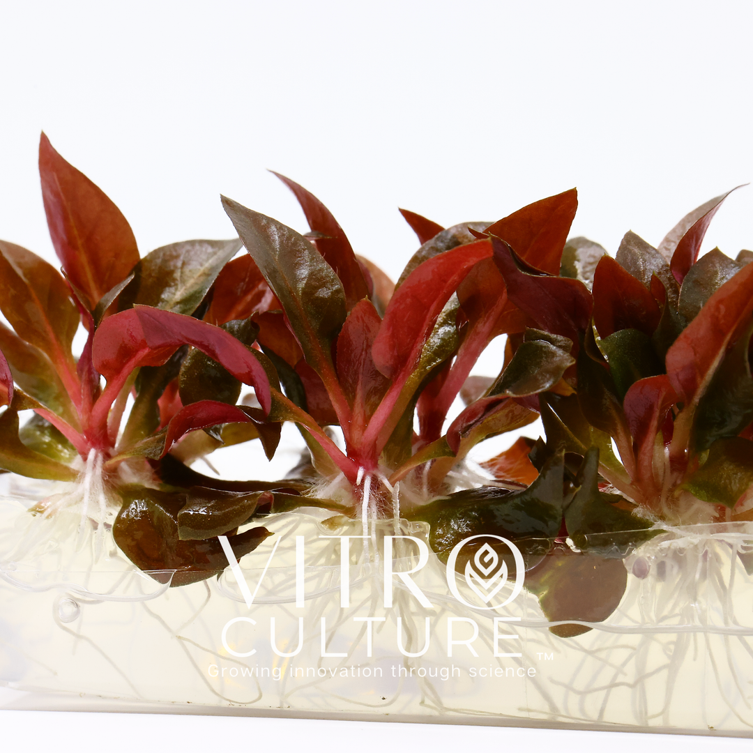 Alternanthera reineckii mini Vitro Culture Aquarium Plants