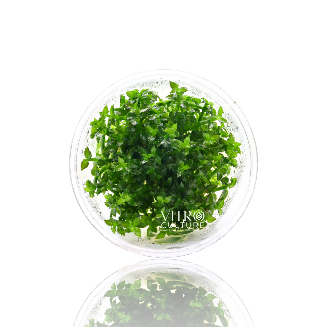 Ammannia Towuti Vitro Culture Rare Aquarium Plants