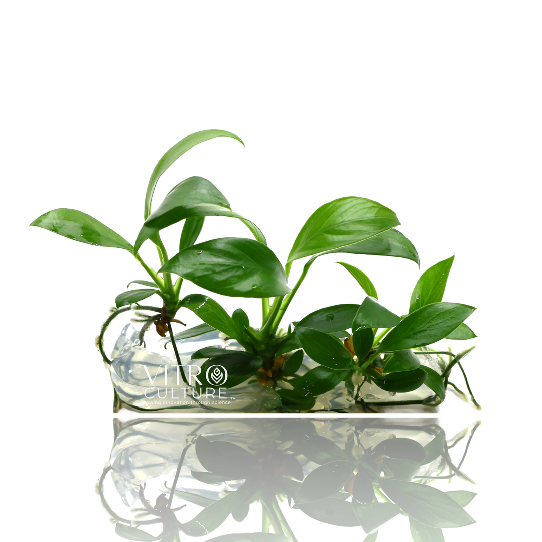 Anubias Afzelii (Congensis) Vitro Culture Aquarium Plants