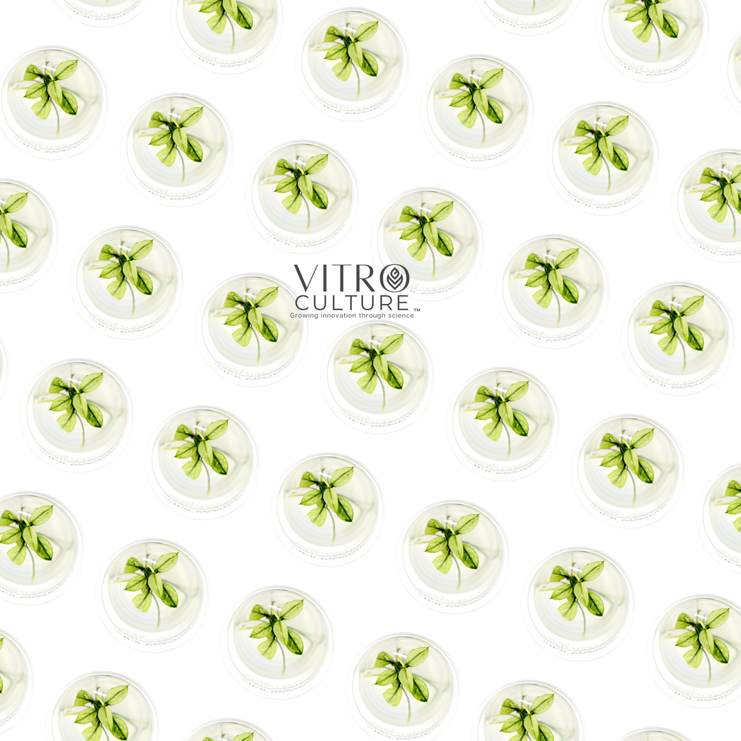 Anubias Pinto Mini Vitro Culture Rare Aquarium & House Plants