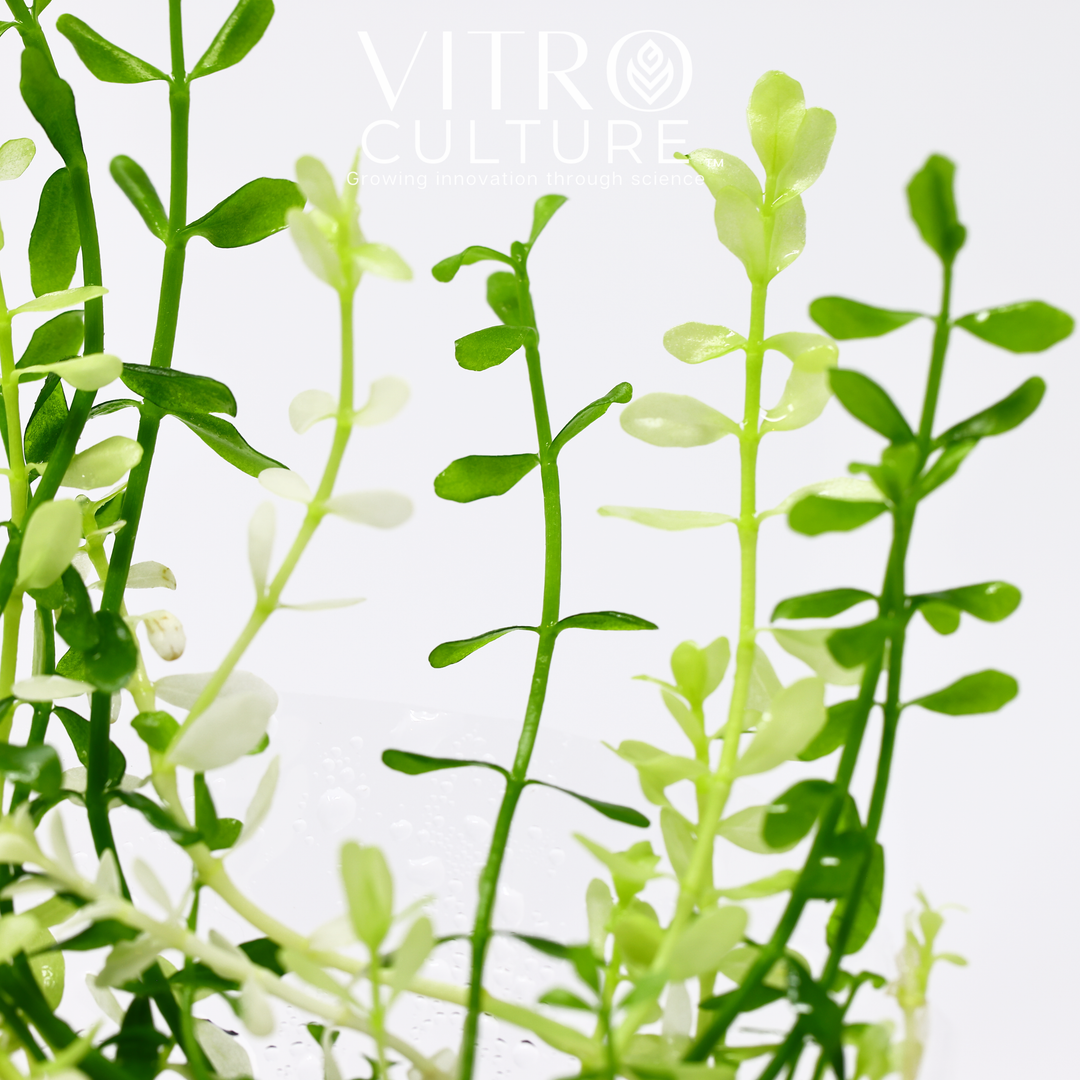 Bacopa Monnieri Platinum Vitro Culture | Aquarium Plants Tissue Culture