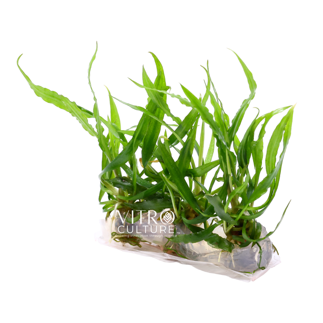 Cryptocoryne Spiralis Vitro Culture Crypt Aquarium Plants