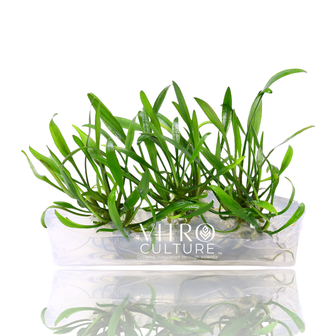 Cryptocoryne Lucens Vitro Culture Crypt Aquarium Plants
