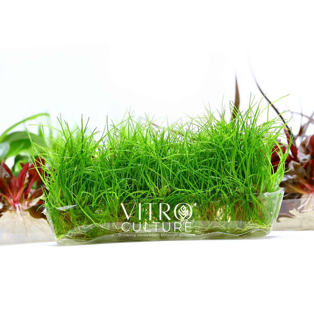 Eleocharis sp. Mini Vitro Culture Dwarf Hairgrass Aquarium Plants