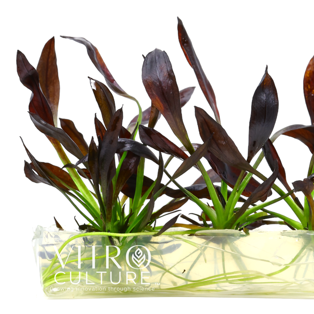 Echinodorus Aflame Vitro Culture Red Sword Aquarium Plants