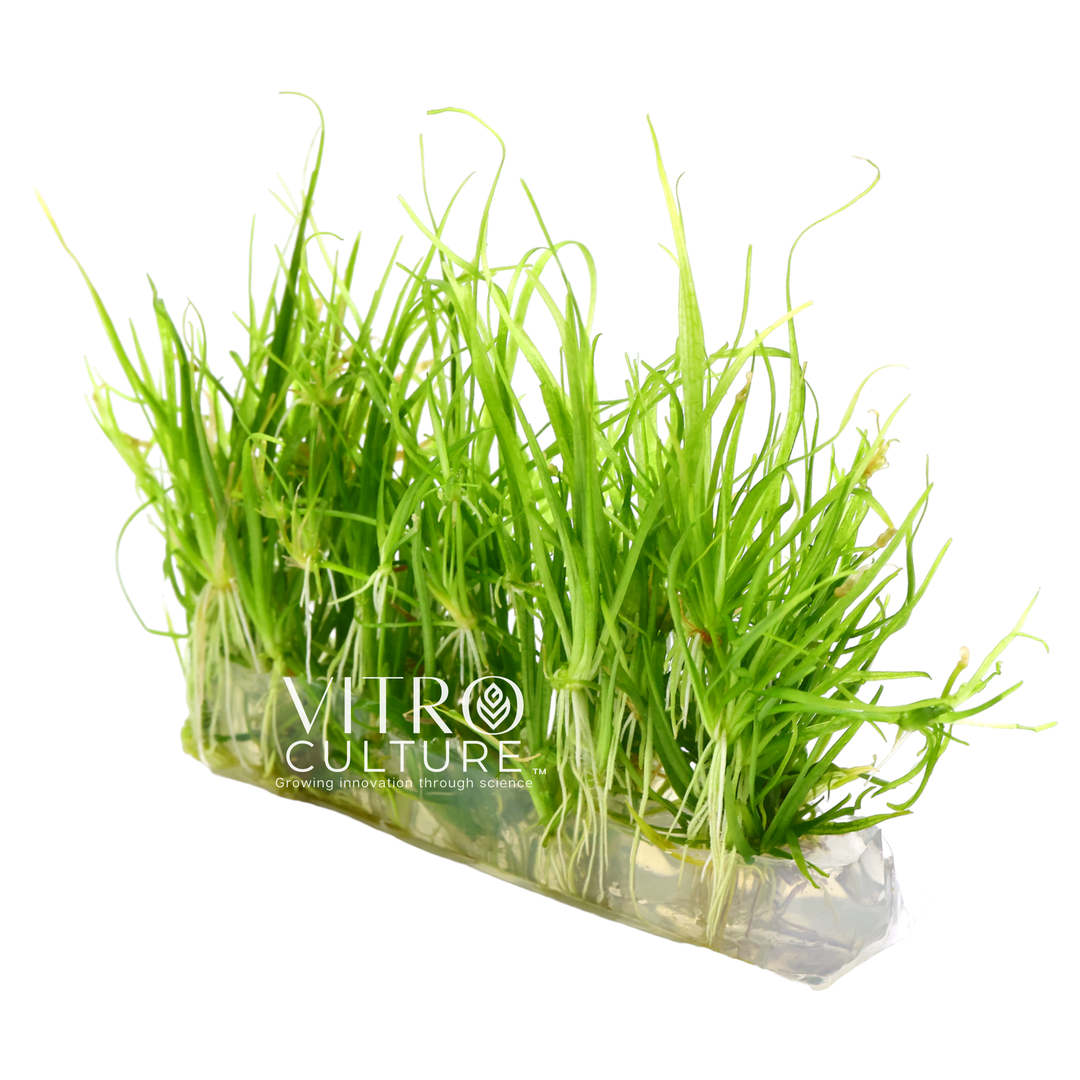 Helanthium Echinodorus Tenellum Vitro Culture Pygmy Chain Sword