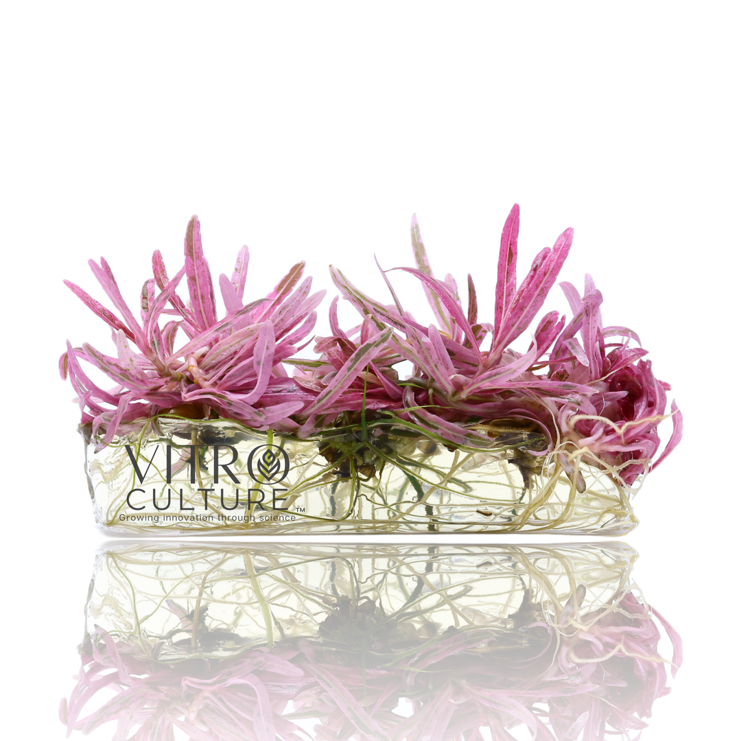 Hygrophila Chai In Vitro Tissue Culture Aquarium Plants – Vitro Culture