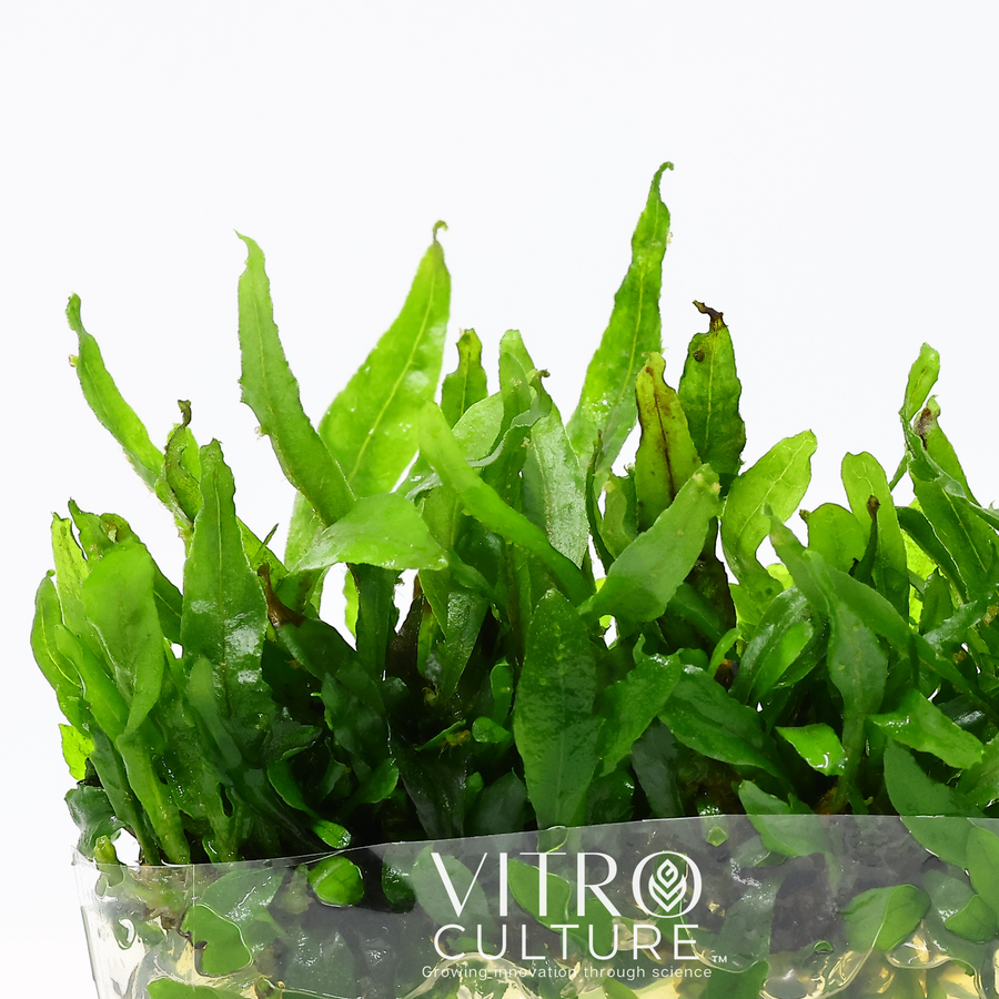 Microsorum pteropus Petite Java Fern Vitro Culture Rare Aquarium Plants