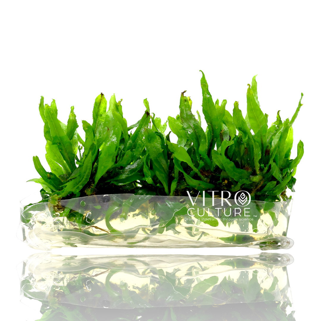 Microsorum pteropus Petite Java Fern Vitro Culture Rare Aquarium Plants
