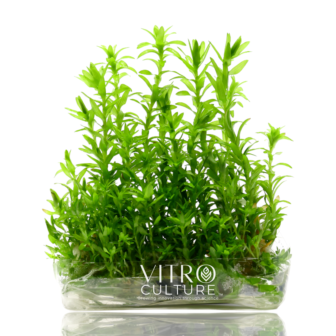 Tonina Fluviatilis Vitro Culture Rare Aquarium Plants Lotus Blossom